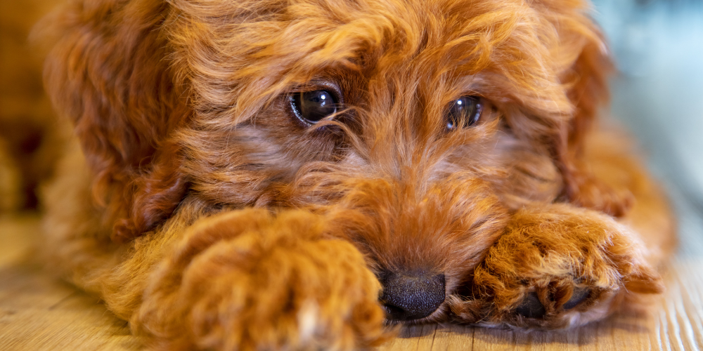 Do Dogs Cry? Understanding Tears and Emotions in Dogs