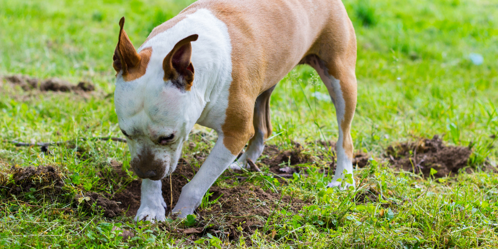 Why Does My Dog Dig? - Explained | VetShopAustralia