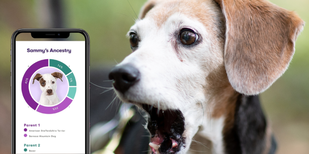 Dog DNA Tests Australia: What They Reveal About Your Dog
