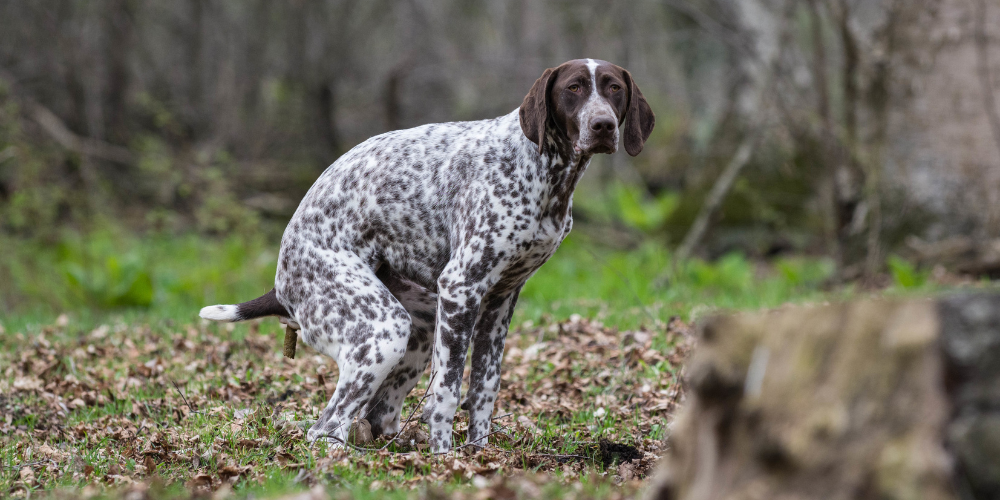 Why Your Dog Stares at You While Pooping
