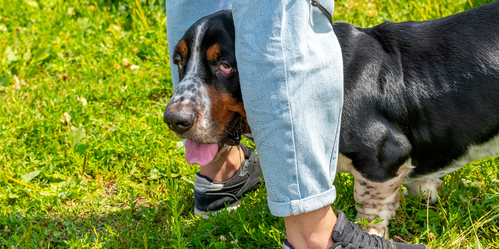 7 Weird Dog Behaviours Explained – Why Your Pup Does Strange Things!