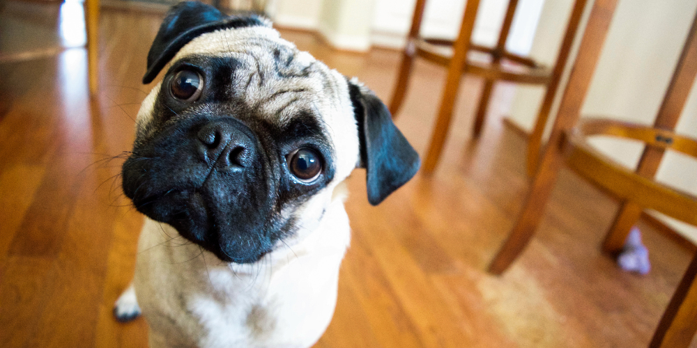 What's Your Dog Really Saying? Understand Your Dog’s Quirky Habits