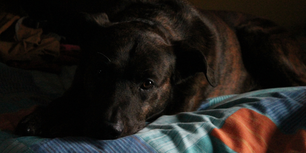 Are Dogs Scared of the Dark? Causes & How to Help Your Pup