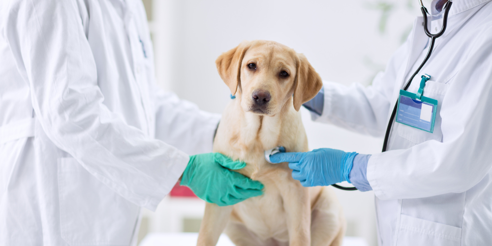 Understanding Chronic Kidney Disease in Dogs: Symptoms, Diagnosis, and ...