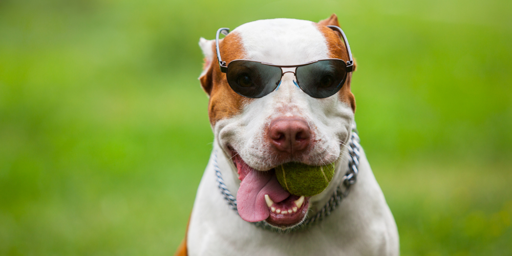 Top 10 Weirdest Dog Names in Australia