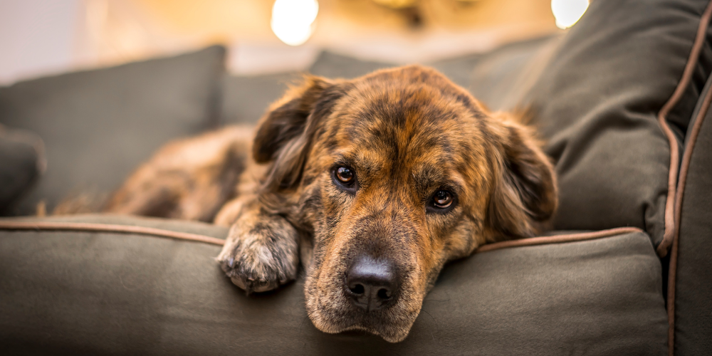 Understanding and Treating Depression in Dogs: Signs, Symptoms, and ...