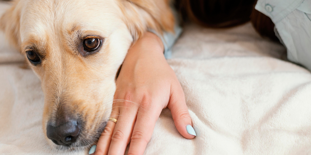 7 Weird Signs Your Dog Is Secretly Stressed