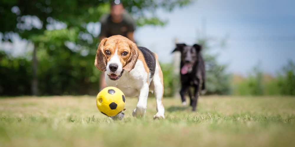 Top 10 Fun Outdoor Activities to Enjoy with Your Dog | Bonding Adventures