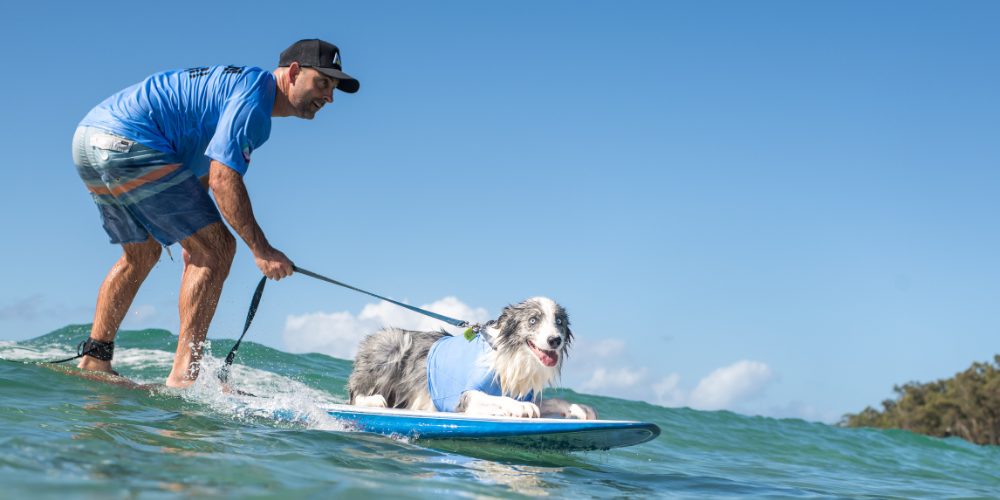 Surf with Your Dog - Ultimate Canine Surfing Guide