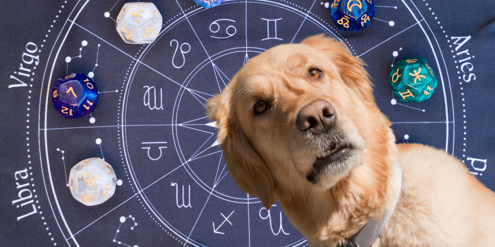 Astrology-Inspired Wellness Habits for Dogs & Their Owners