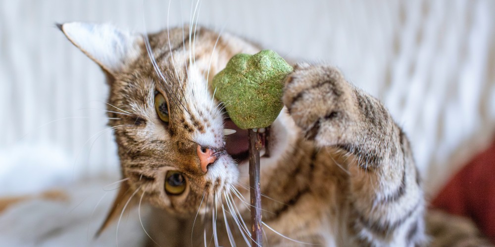 What is Catnip and What Does it Do to Cats?