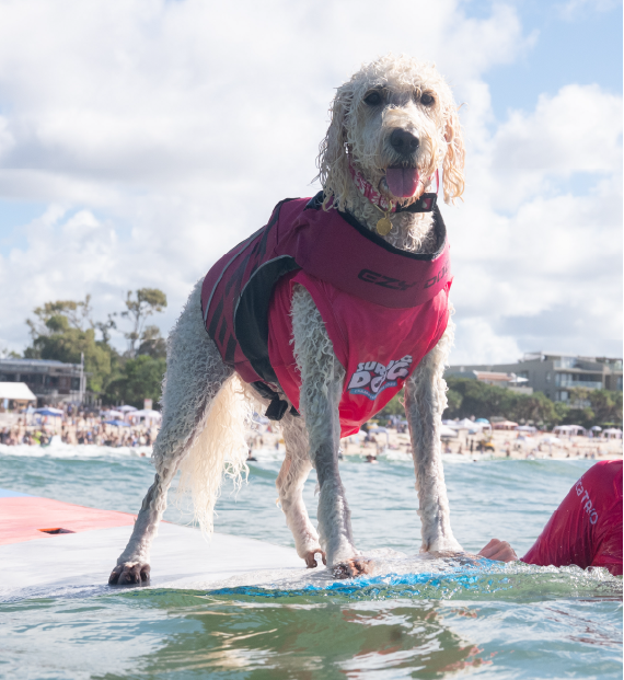 2025 Surfing Dog Championships: Waves, Wipeouts & Winners!