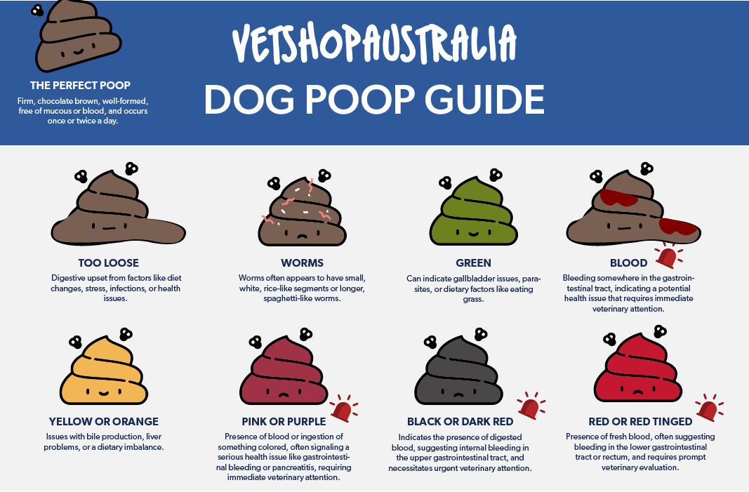 Decode Your Dog's Poop: A Guide to Canine Health