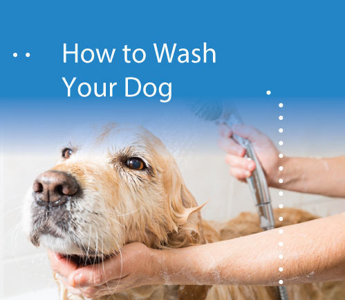 How To Wash Your Dog