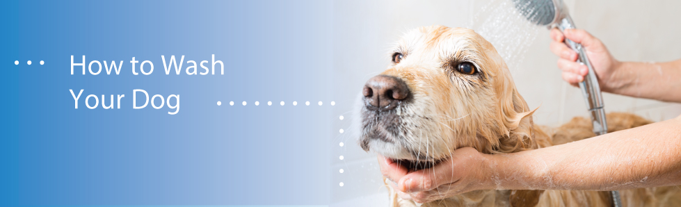 How To Wash Your Dog