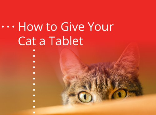 How To Give Your Cat a Tablet