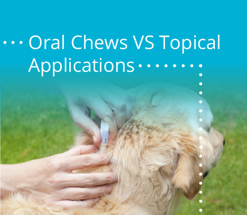 Oral Chews Vs Topical Applications - Video