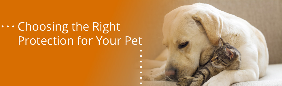 Choosing The Right Protection For Your Pet