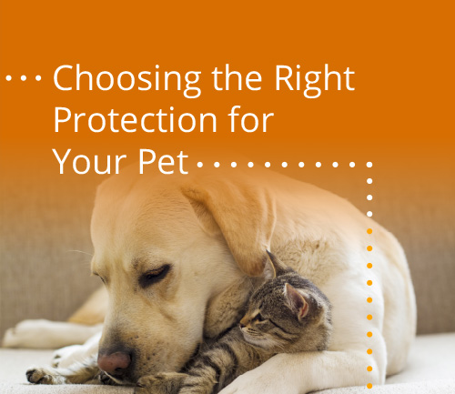 Choosing The Right Protection For Your Pet