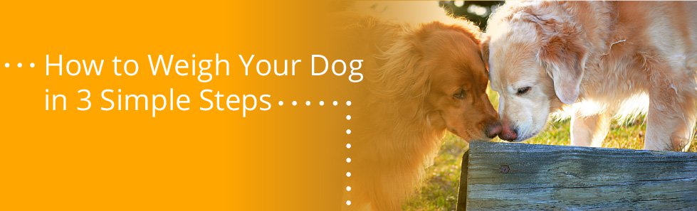 How to Weigh Your Dog in 3 Simple Steps