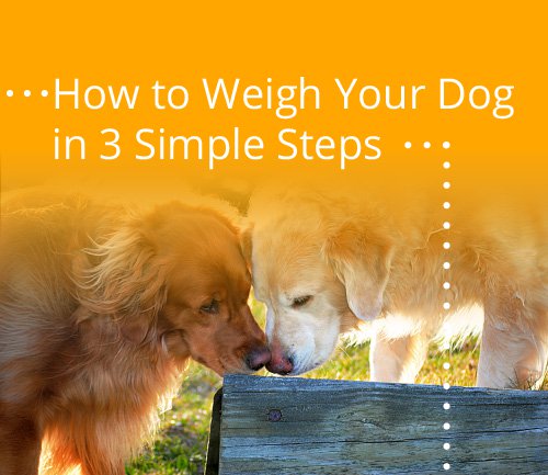 How to Weigh Your Dog in 3 Simple Steps