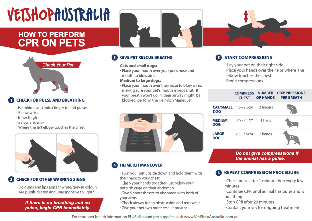 How to Perform CPR on your Pet